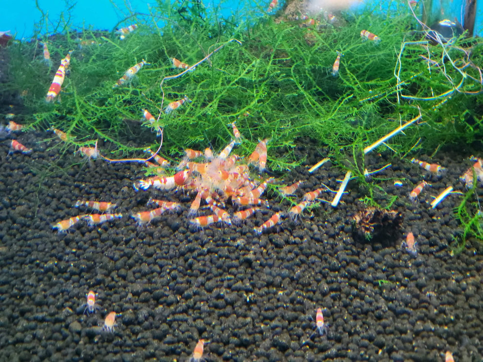 Crystal Red Shrimp - Bee Shrimp for Aquariums – Pro Shrimp