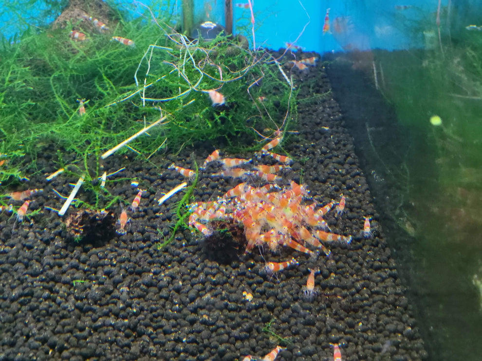 Crystal Red Shrimp - Bee Shrimp for Aquariums – Pro Shrimp