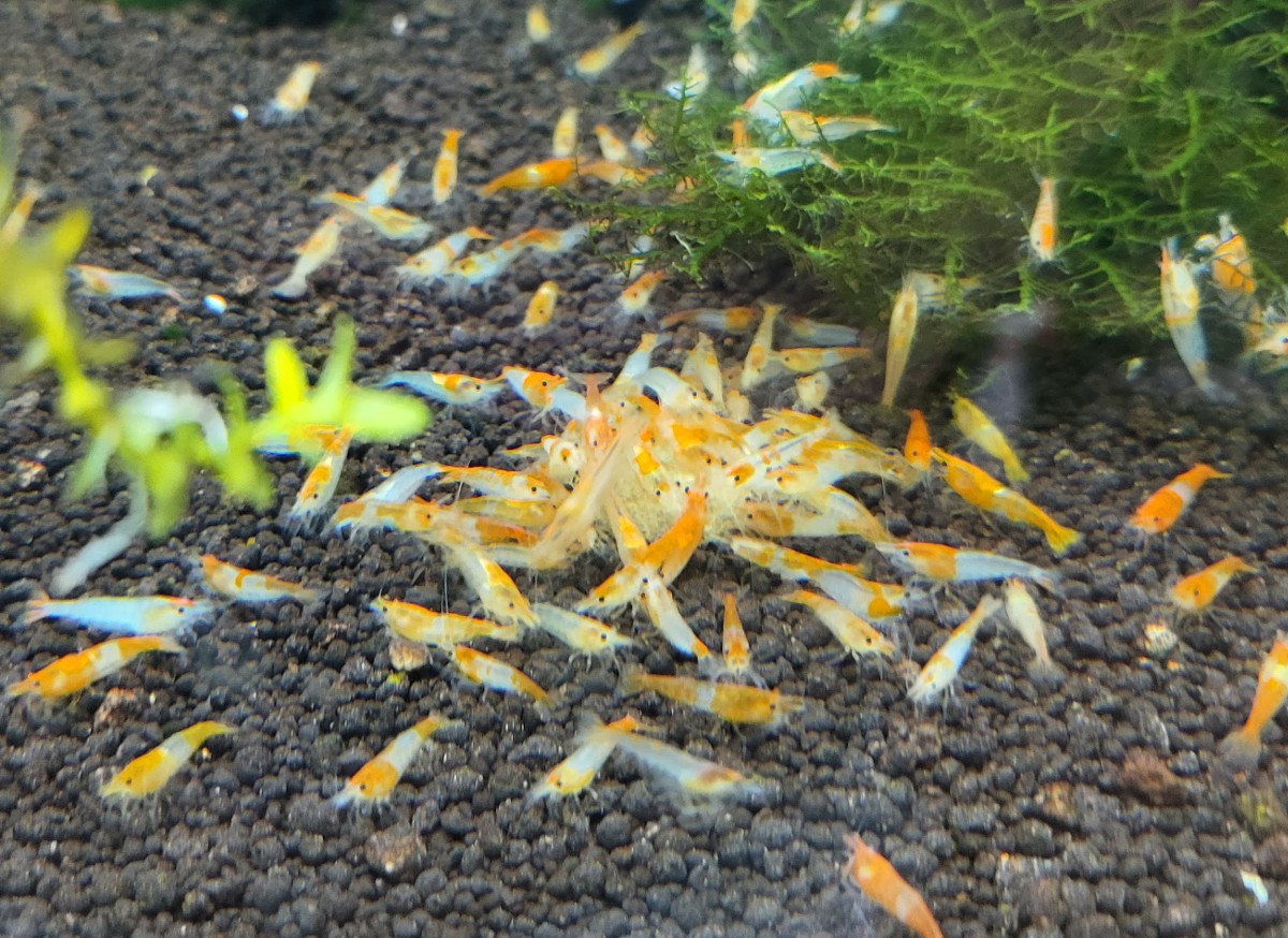 Orange Rili Shrimp for Aquariums – Pro Shrimp