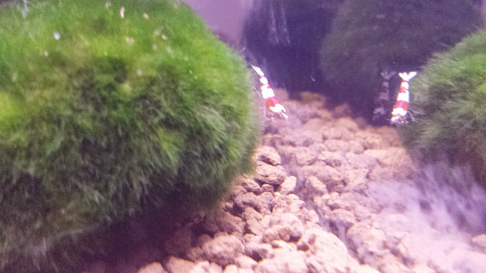 Crystal Red Shrimp - Bee Shrimp for Aquariums – Pro Shrimp