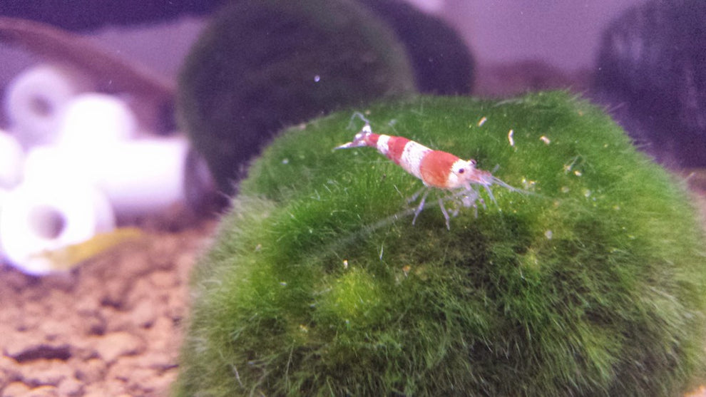 Crystal Red Shrimp - Bee Shrimp for Aquariums – Pro Shrimp