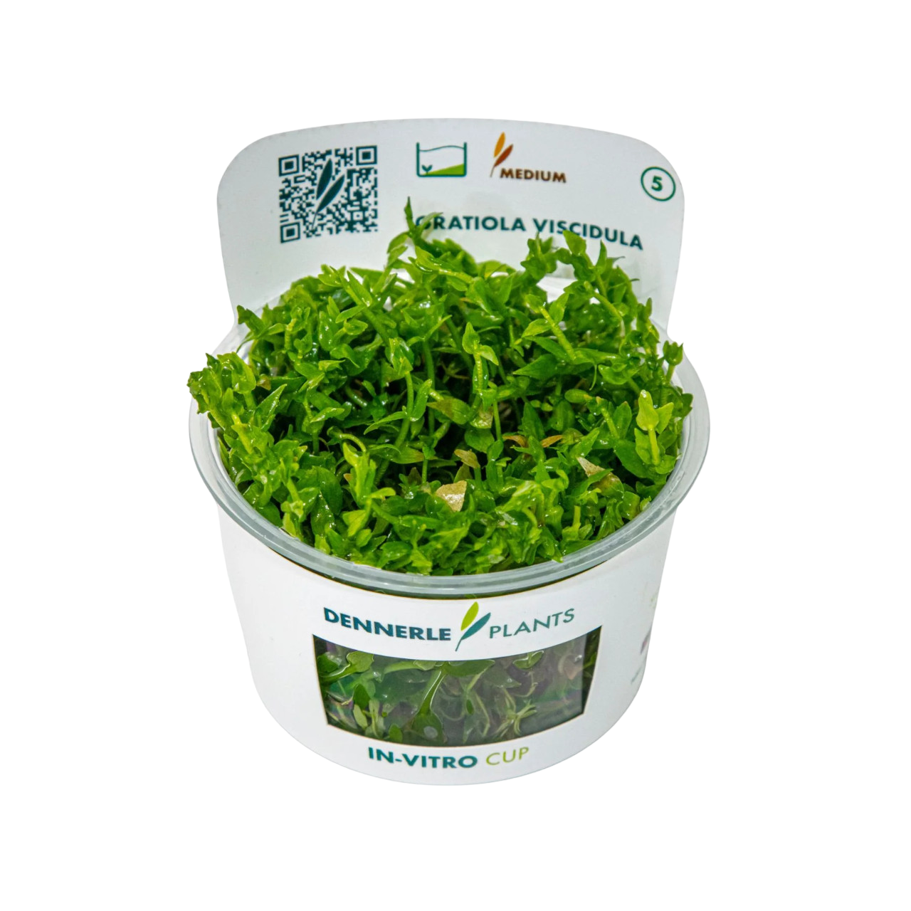 Dennerle Gratiola viscidula Plant-It - Aquarium Plant In Vitro – Pro Shrimp