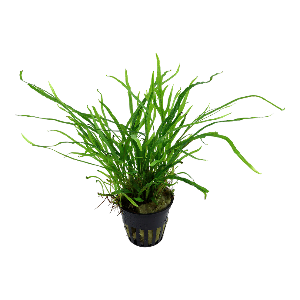 Microsorum pteropus Trident Tropica Java Fern Aquarium Plant Potted ...
