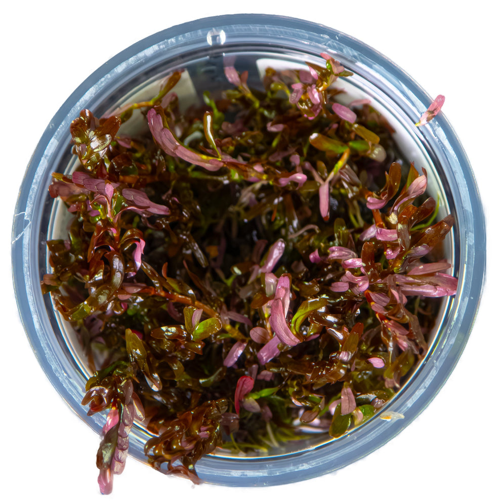 Tropica Rotala rotundifolia Blood Red 1-2-GROW - Aquarium Plant – Pro ...