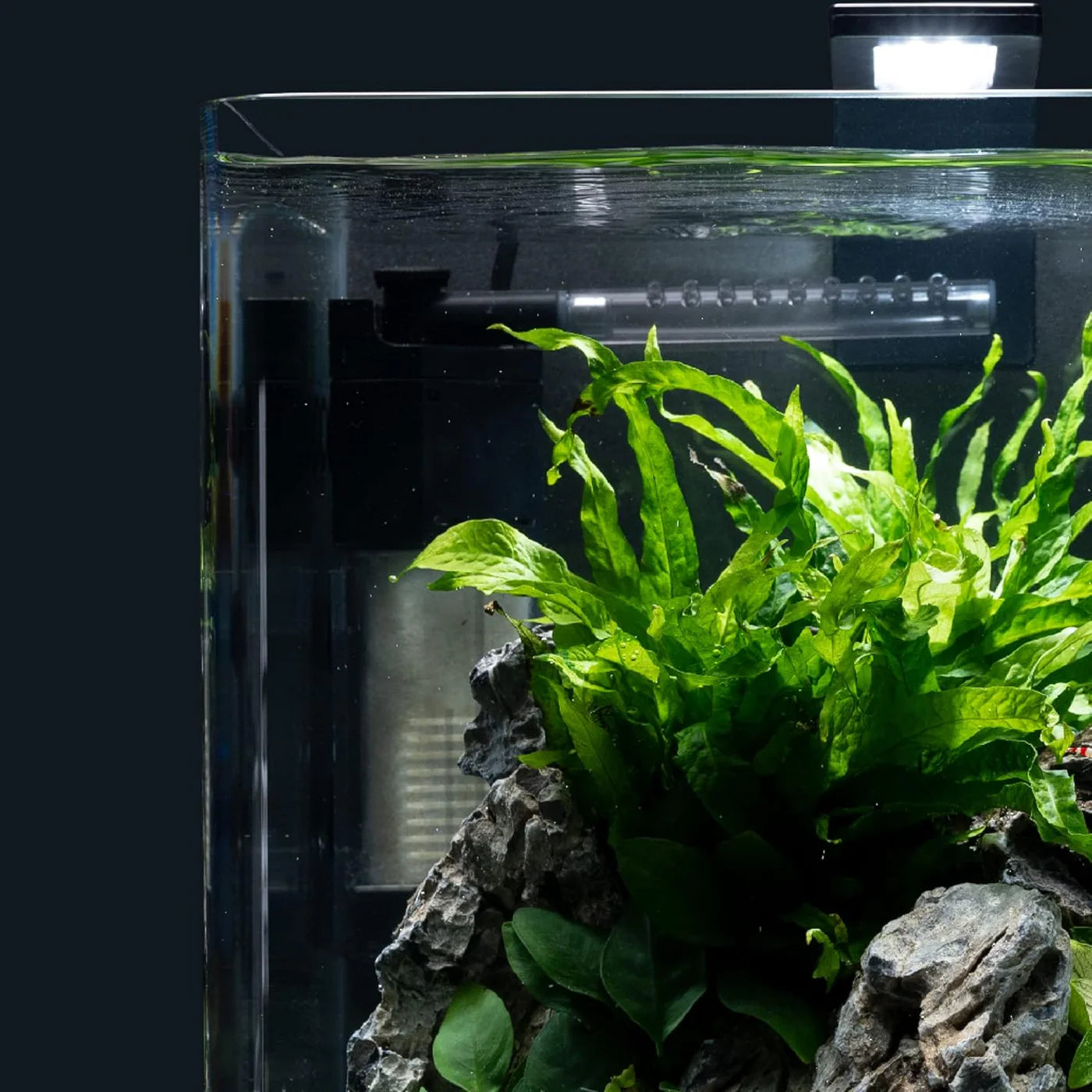 Dennerle Nano Corner Filter 40 - Internal Filter for Aquariums 10-40L ...