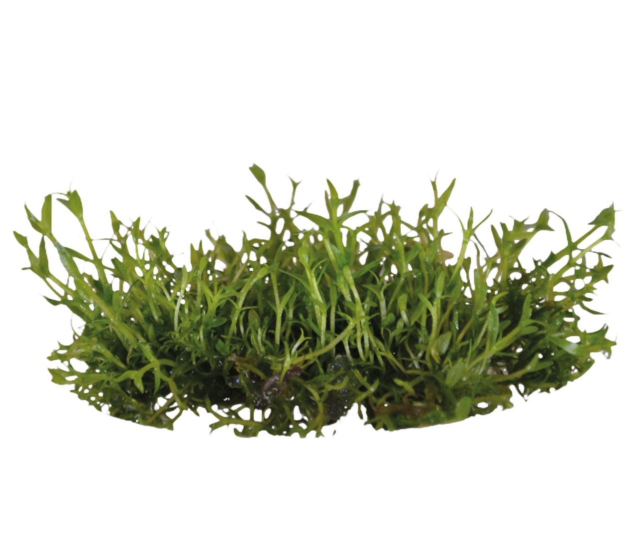 Aquafleur Easy Grow Gratiola viscidula - Aquarium Plant In Vitro – Pro ...
