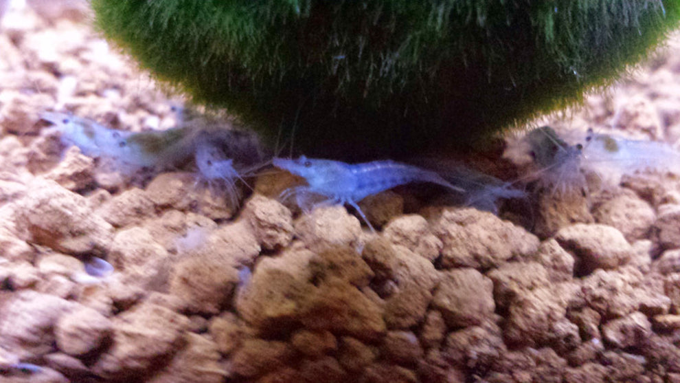 Blue Jelly Shrimp for Aquariums – Pro Shrimp