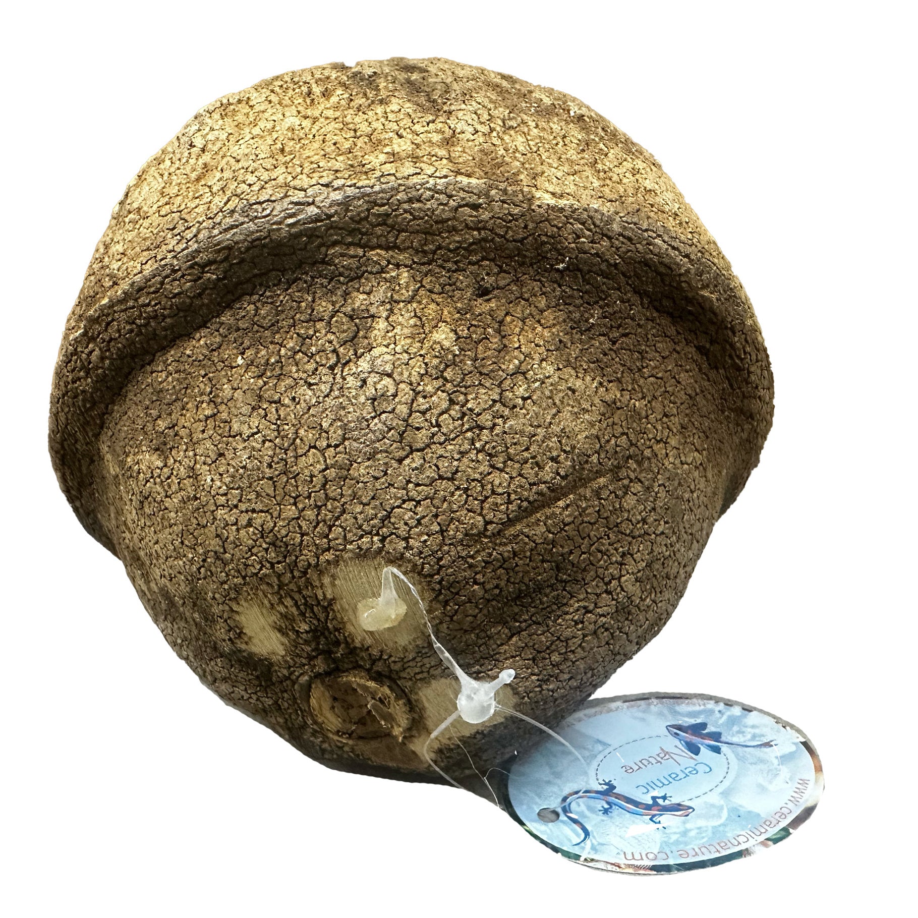 Ceramic Nature Sapucaia Pod XL - Botanical Decoration Aquarium – Pro Shrimp